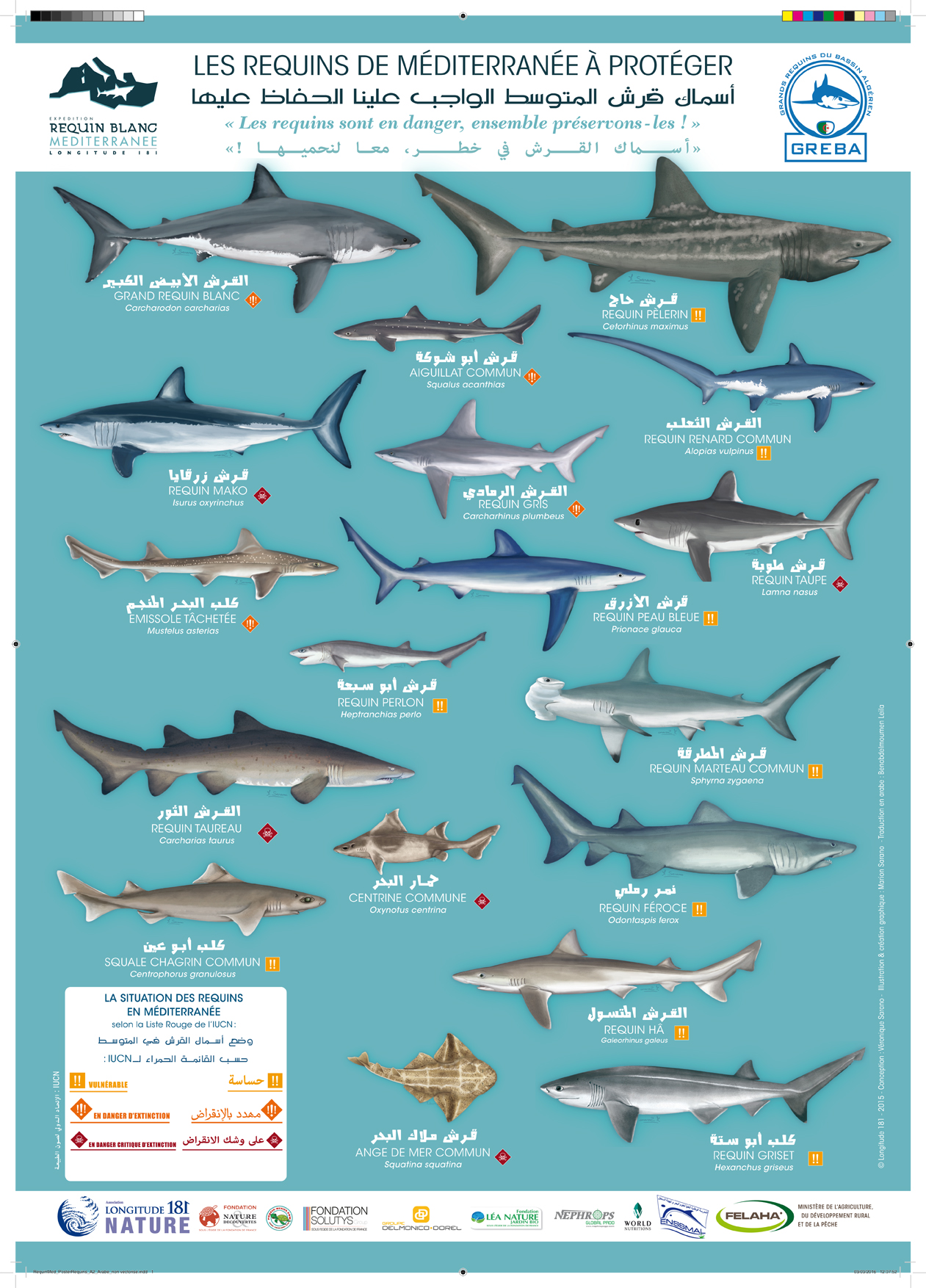 Arabic_Mediterranean_sharks_to_be_protected - Longitude 181