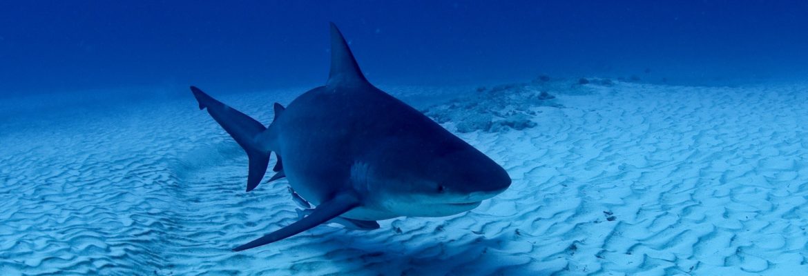 Corse : des requins vivants dans un centre commercial