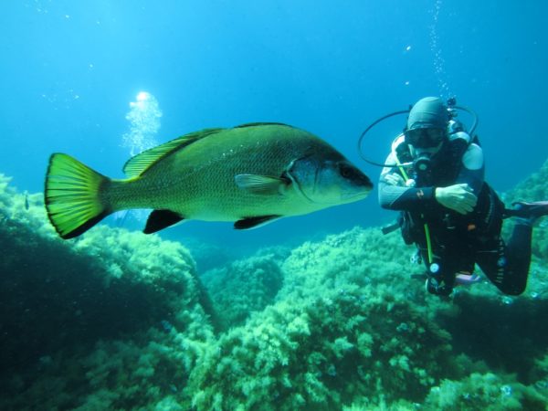 Corbs et Mérous : agissons avant le 29 Novembre
