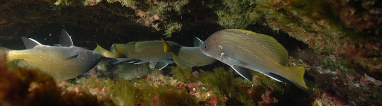 Plaidoyer pour la protection du corb, ce corbeau des mers