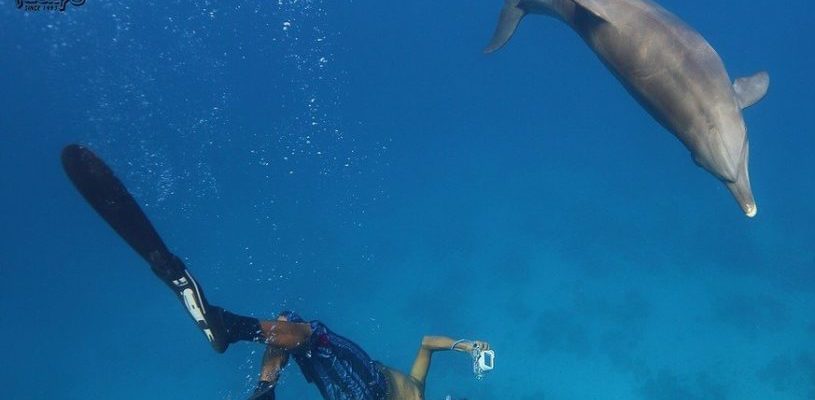 Défenseur de l’Océan : Eric DEMAY, l’homme dauphin