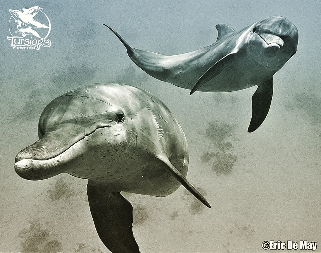 Eric Demay : Comment approcher et découvrir les dauphins ? - Longitude 181