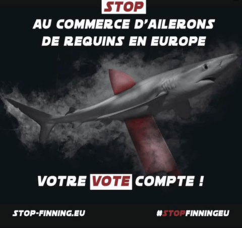 Stop Finning EU : plus d’1 million de votes… MERCI