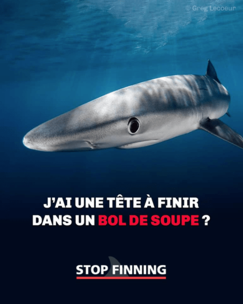 Stop Finning EU : plus d’1 million de votes… MERCI