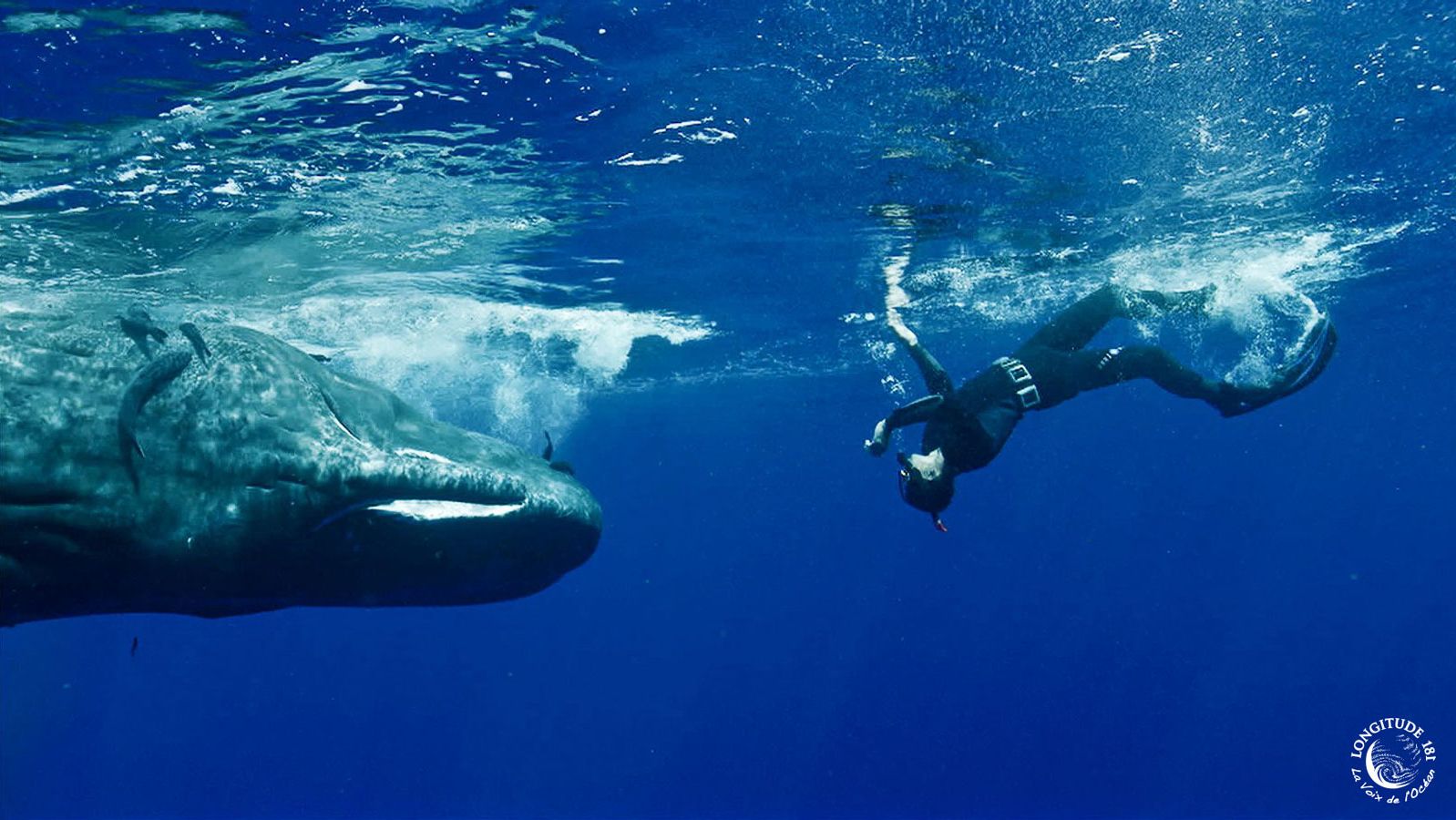 Longitude 181 fin 2023 : des actions foisonnantes