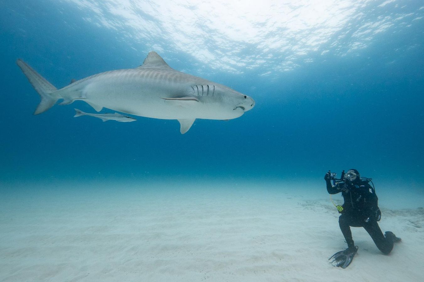 Le Kit pédagogique "Comprendre le requin" est en montage